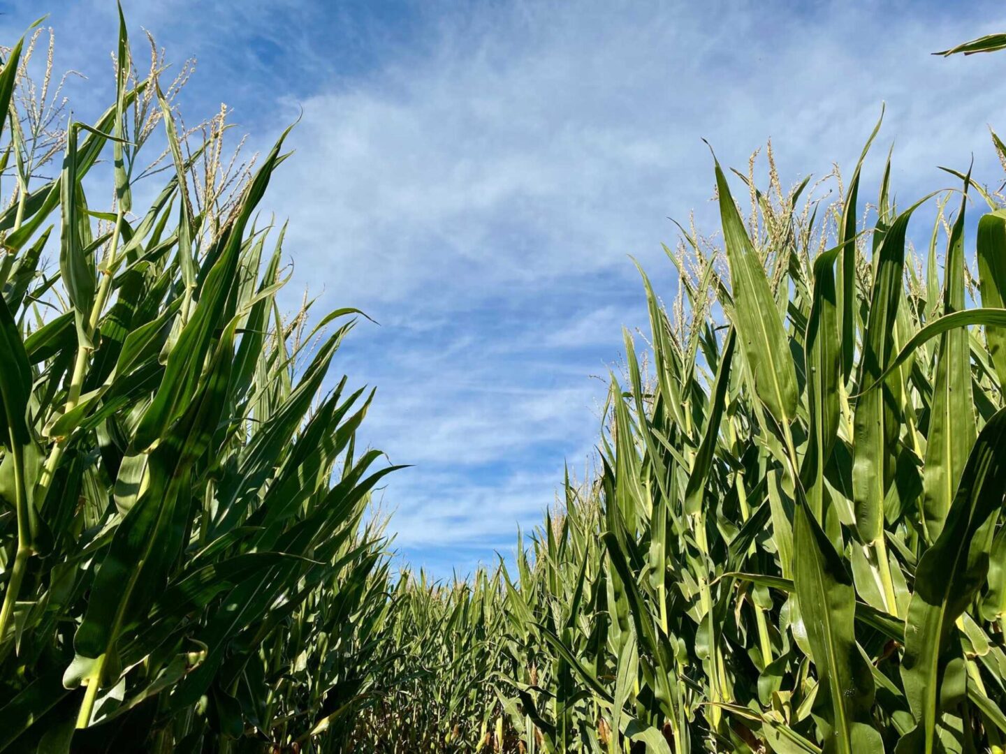 Our 5 Acre Corn Maze - Washburn's Windy Hill Orchard