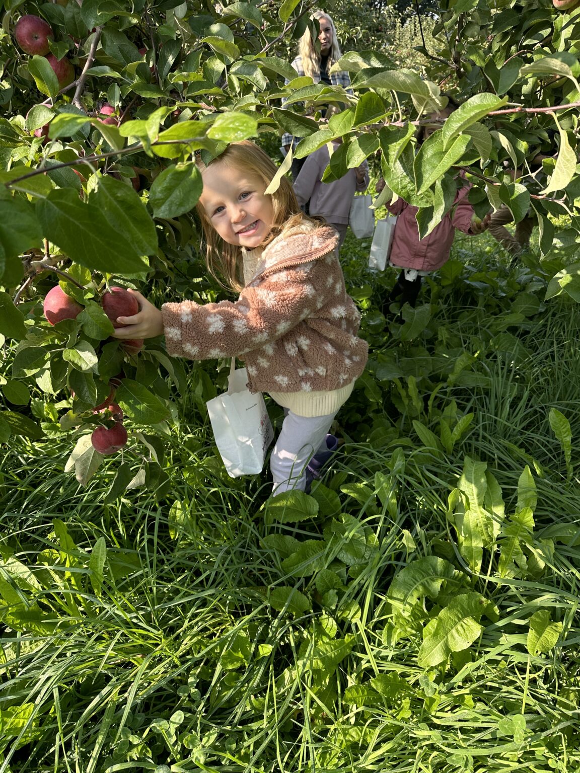 Apple Orchard Field Trip - Washburns Windy Hill Orchard